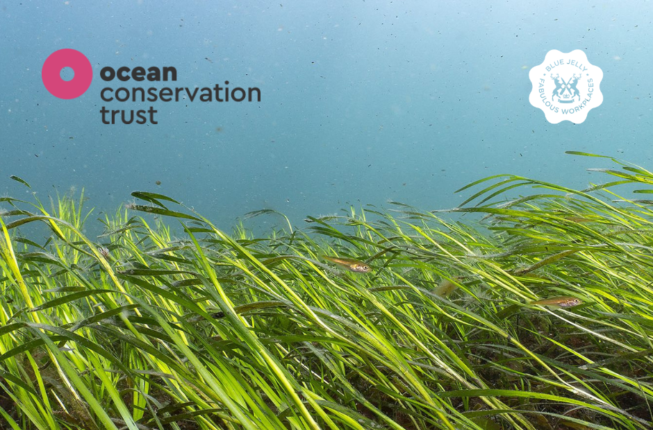 Our Partnership with Ocean Conservation Trust - Blue Jelly